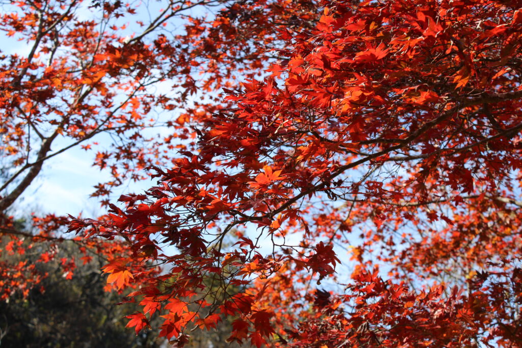 Top 5 Autumn Leaf Viewing Spots in Kamakura | くま吉の歴史散歩ブログ