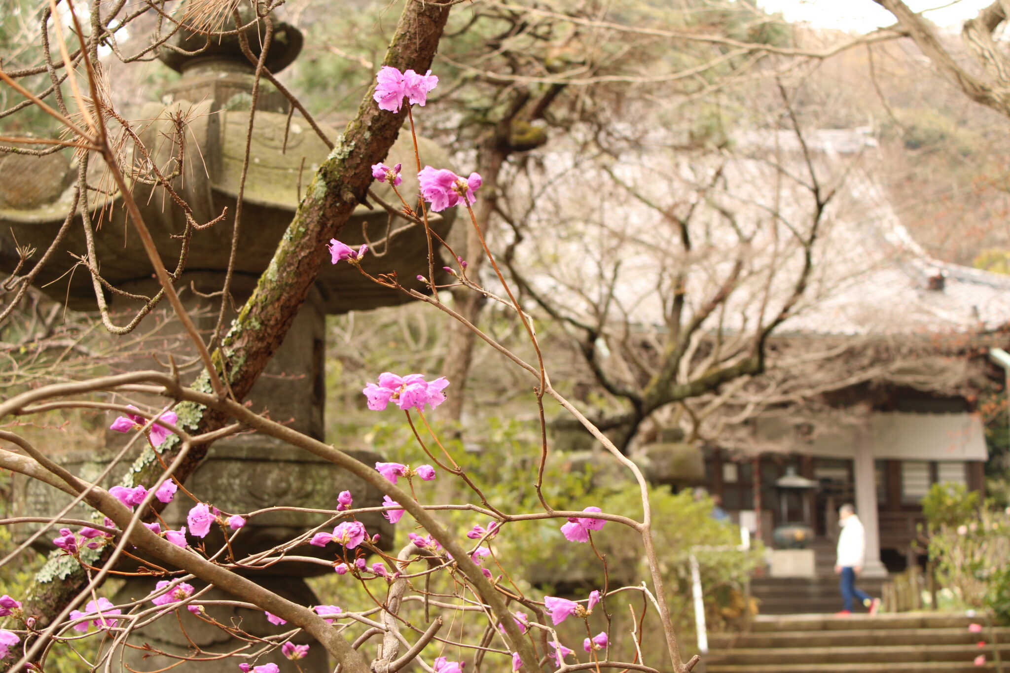 12 Ankokuron‑ji Temple in Kamakura: Where Nichiren Wrote His “Risshō ...