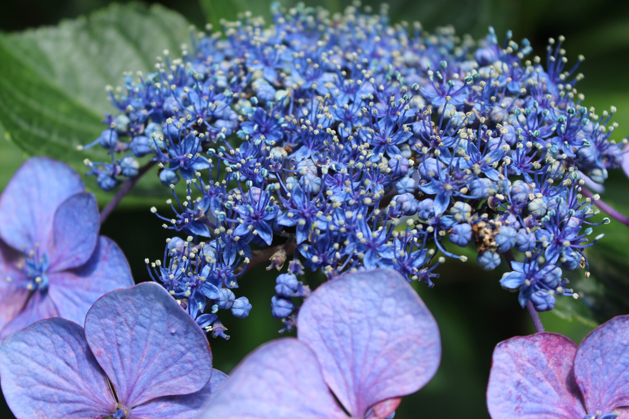 5 Must-Visit Temples in Kamakura for Hydrangea Lovers | くま吉の歴史散歩ブログ